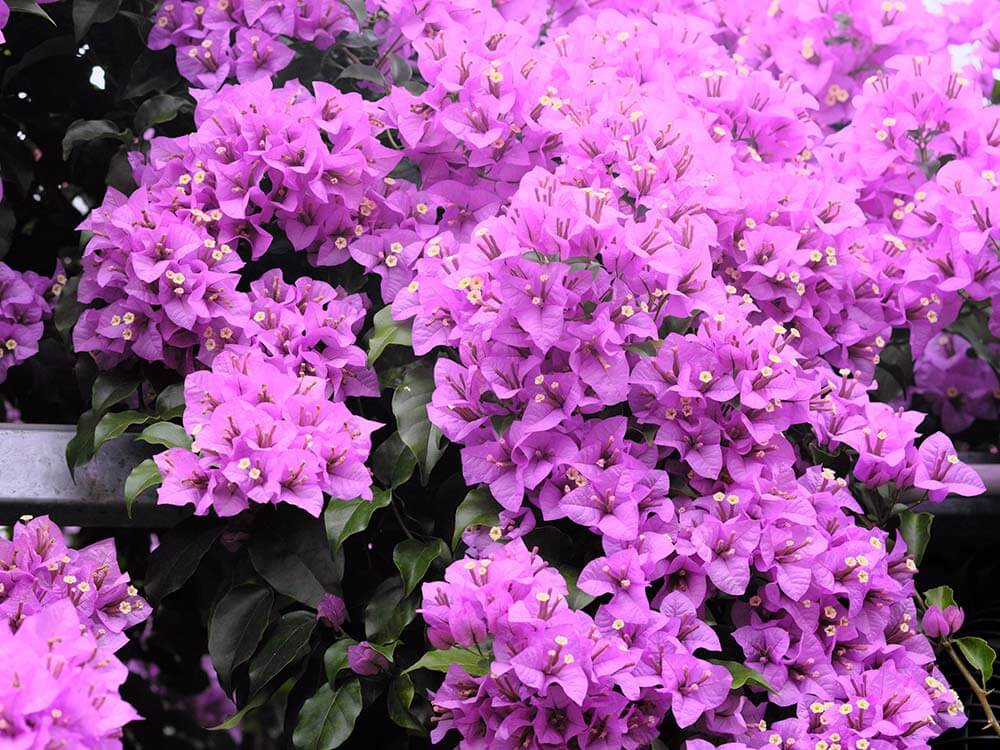 Stephany Nihipali Vaioleti, LSW, JD, FACHE – The Queen′s Health Systems